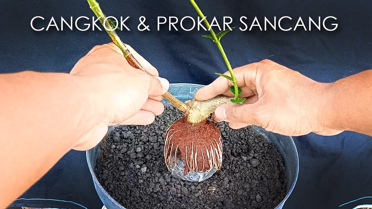 Hasil Cangkok Sancang dan program akar - YouTube