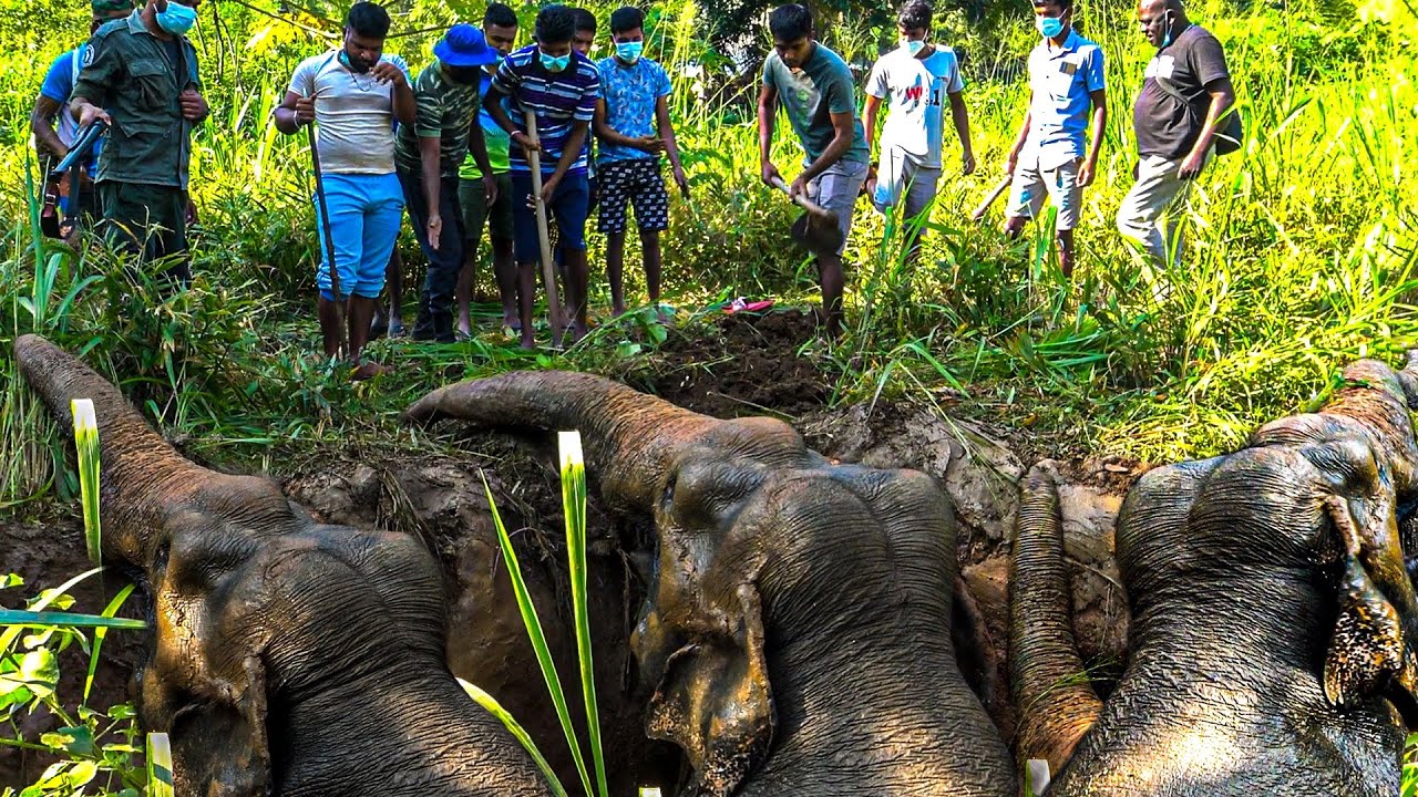 Fallen Elephant Gets Rescued After Being Trapped.What they did to save ...