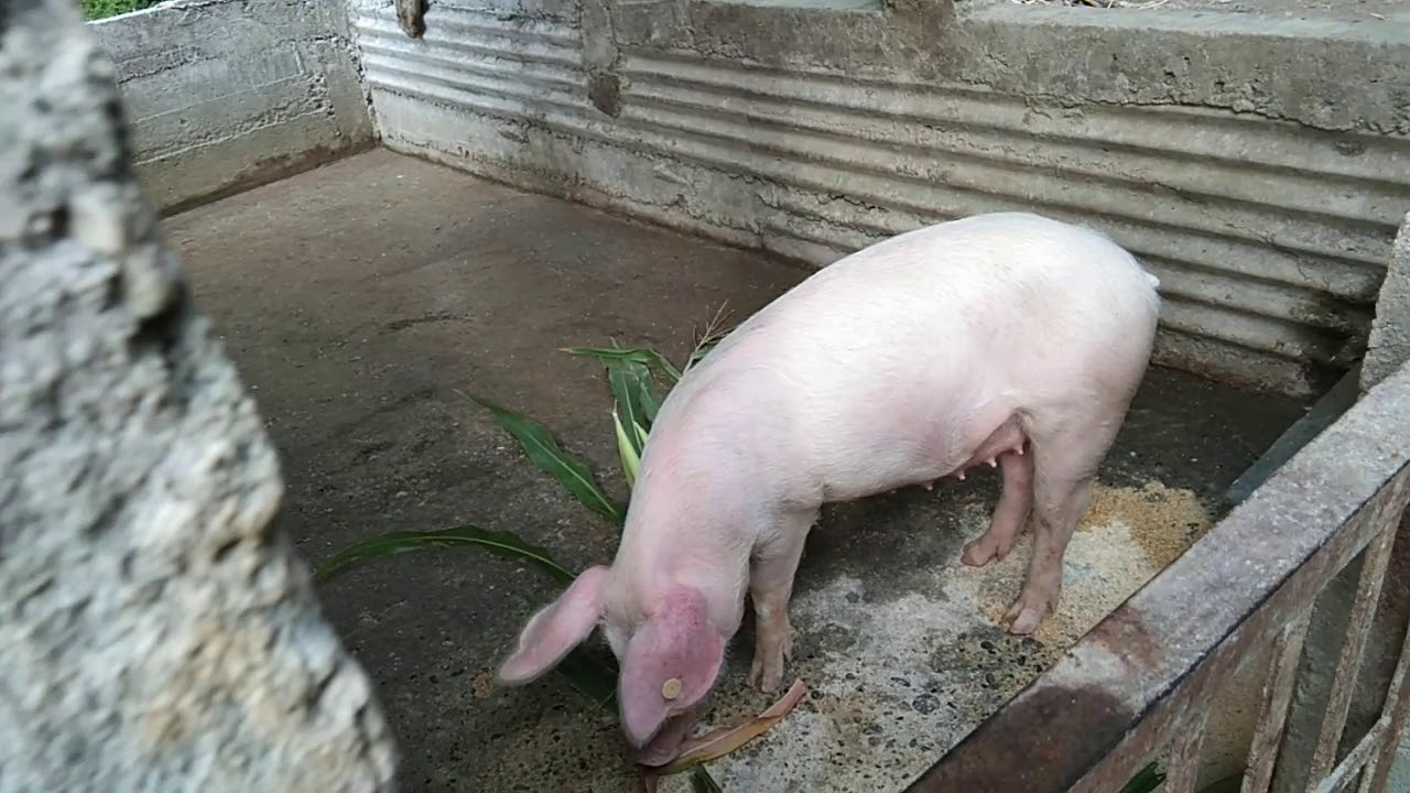 Nikunja piggery Feeding Maize plants to pigs 7002350532 - YouTube