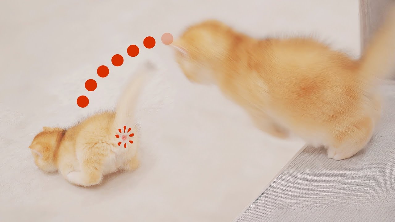 👍The Cutest Kitten Jump in the World - YouTube