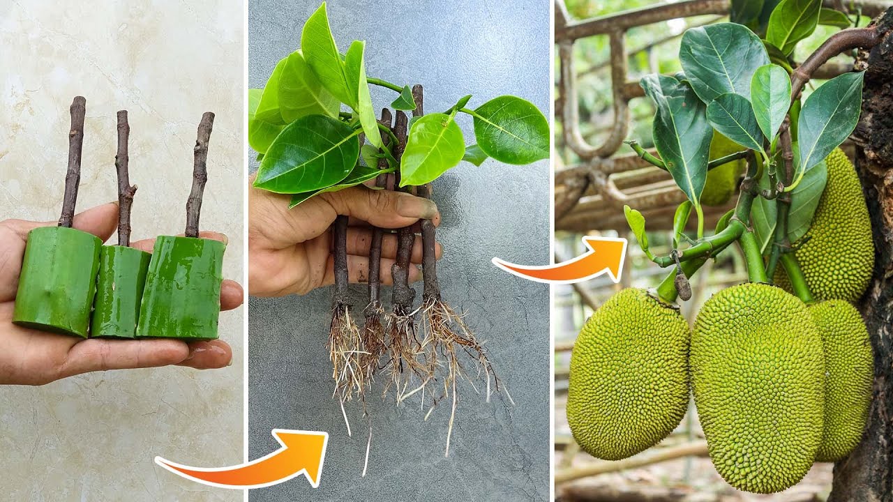 How To Growing Jackfruit Tree With Aloe Vera & Roots Powder 100% ...