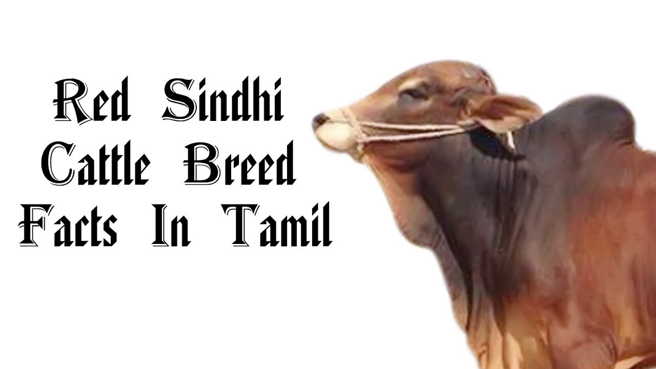 Red Sindhi Cattle Breed Facts in tamil | Namma Naattu Maadugal ...