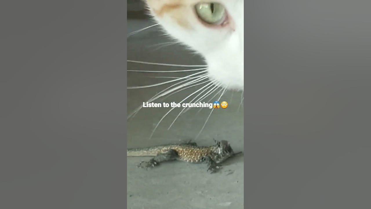 Cat brings home a gift and then devours it😶 #shorts #cat #hunt # ...