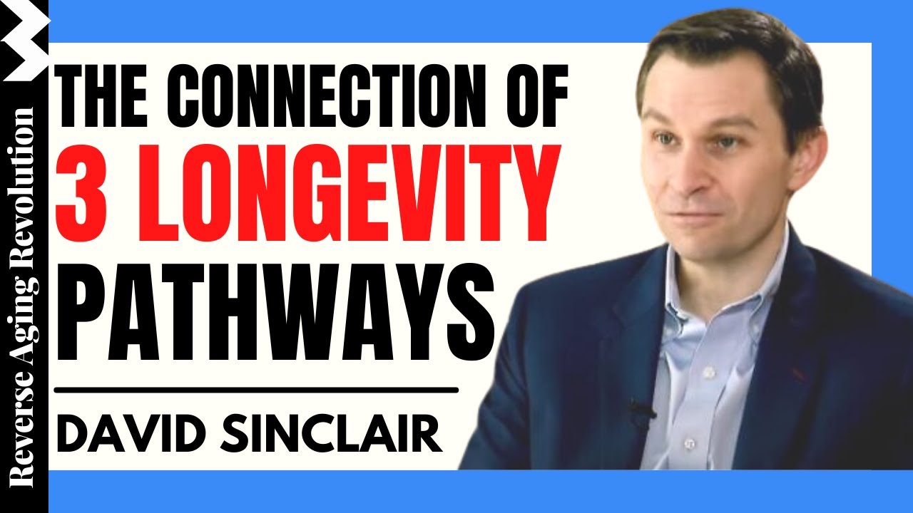 The Connection Of 3 Longevity Pathways | Dr David Sinclair Interview ...