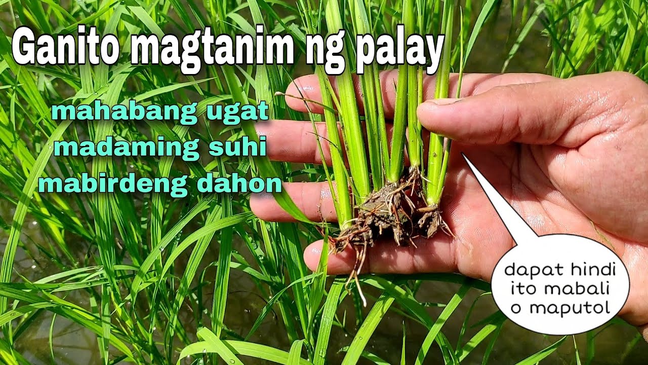 Paano magtanim ng Palay? | jo wel - YouTube