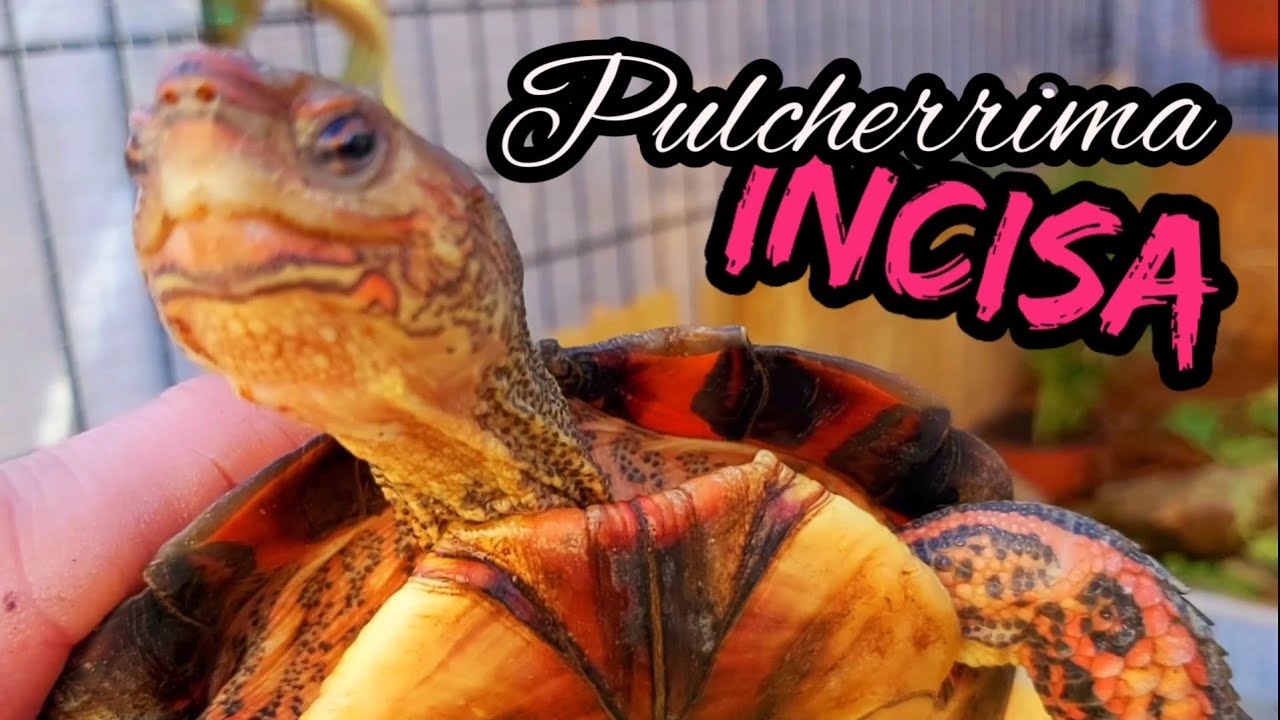 nueva tortuga dragon ,del bosque, Rhinoclemmys pulcherrima incisa - YouTube
