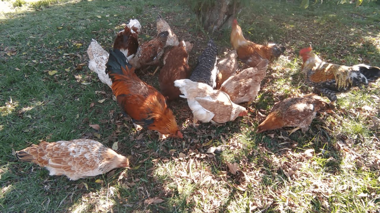 Gallinas, Gallos Cantando, Cacareando 2020 🐓 ️ Happy Chickens Eating ...