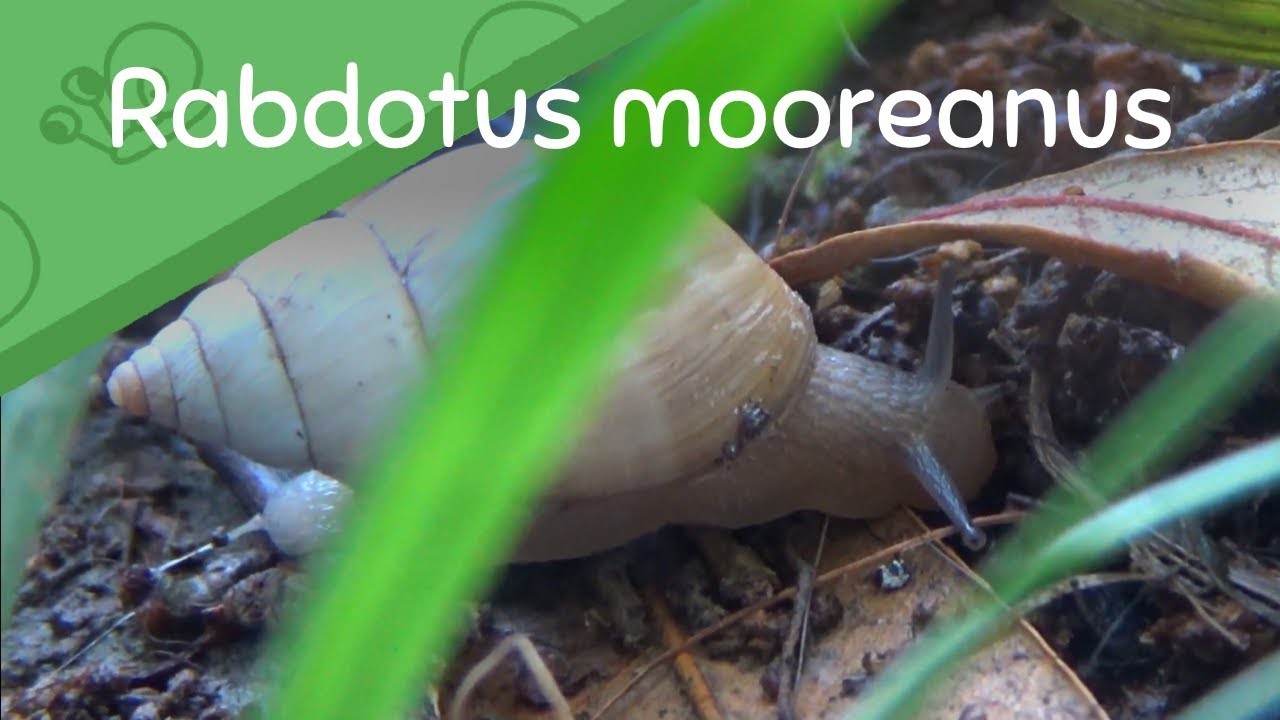 Prairie Rabdotus Snail (Rabdotus mooreanus) #2 - YouTube