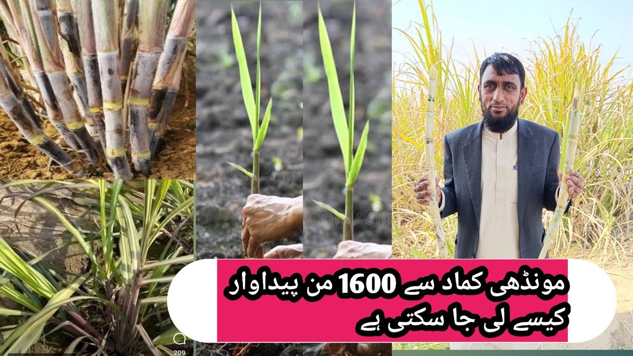 How can the production of 1600 to 1800 maunds of Ratoon Sugarcane be ...