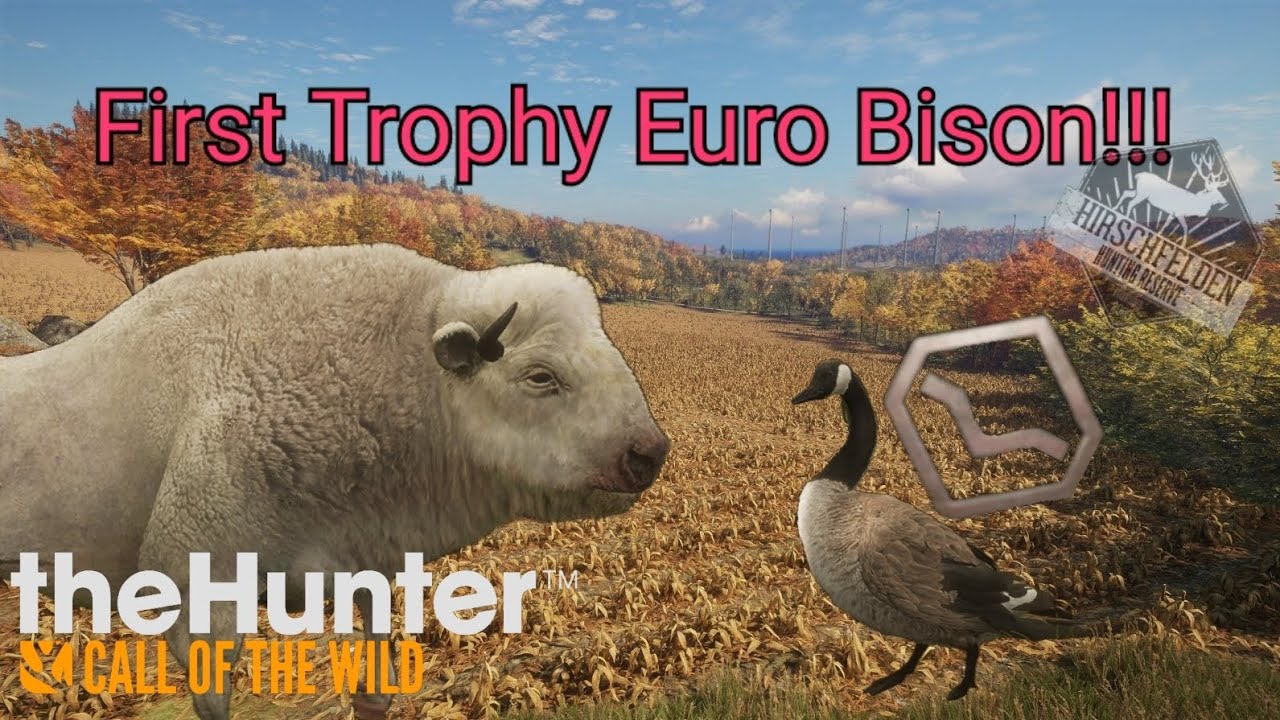 Hunting European Bison Before The Update/My First Trophy Euro Bison ...