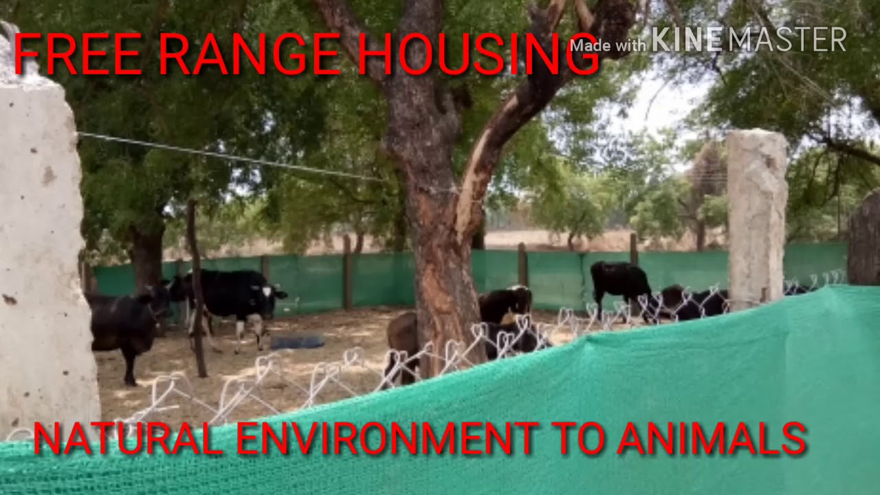 Free range housing | dairy farming| cow shed preparation | important of ...