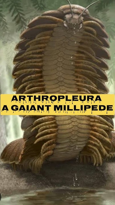 Meet Arthropleura: The GIANT Prehistoric Millipede That Ruled Ancient ...