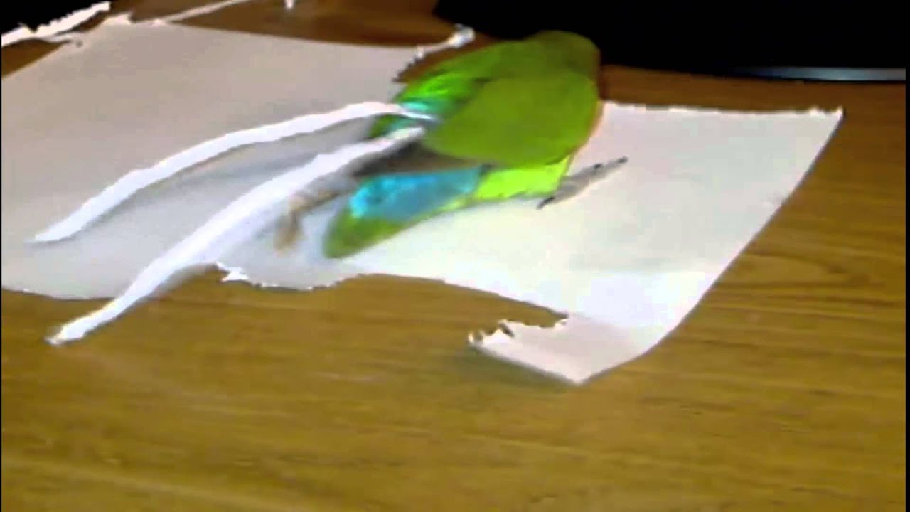 Lovebird crafts new paper tail feathers for herself - YouTube