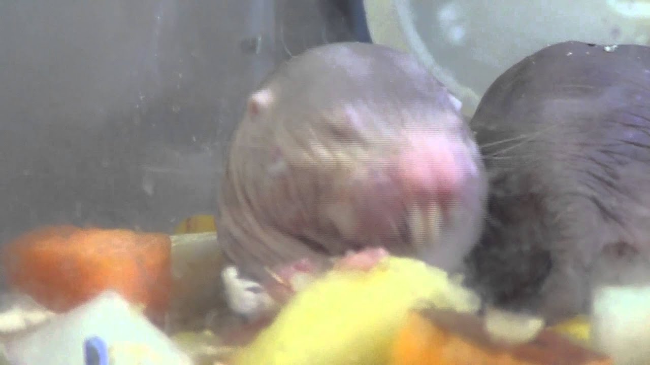 Mulli - der Film - YouTube