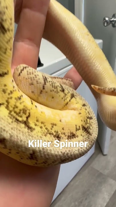 Killer Spinner Ball Python - YouTube