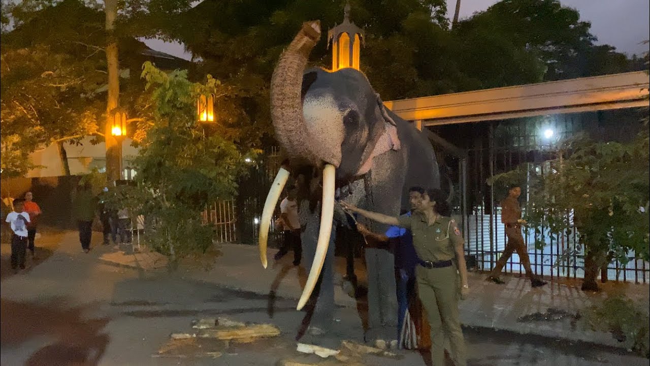 සිංහ රාජා කොහෙ හිටියත් නටන එකමයි වැඩේ|Sinha raja where ever he stay ...