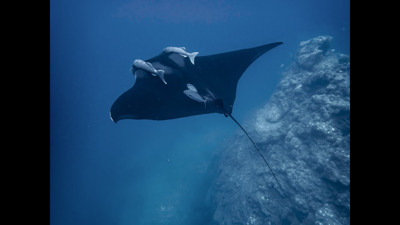 Manta Ray - Santa Maria - Azores - YouTube