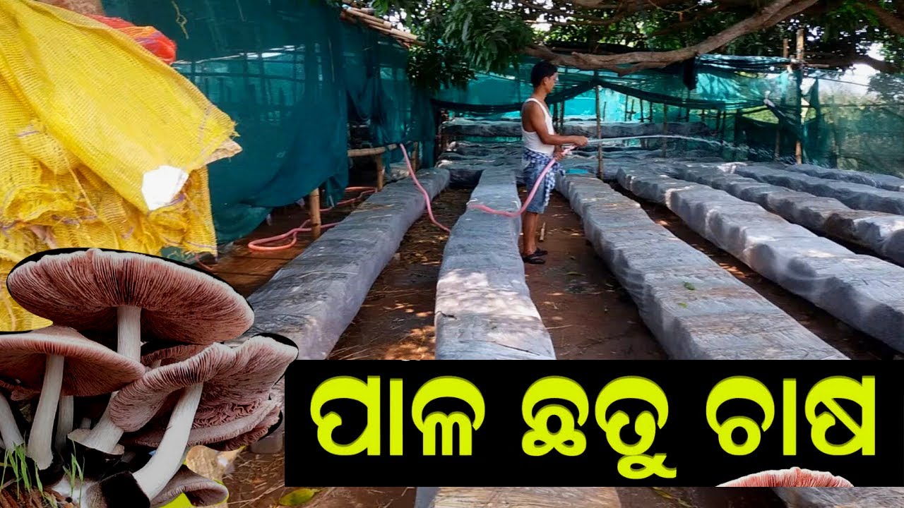 Chatu Chasa Khara dinare Kipari Kariba | Mushroomika | Summer Season ...