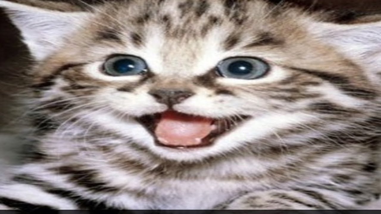 Gatos Graciosos - Videos de Risa de Gatos Chistosos # 66 - YouTube