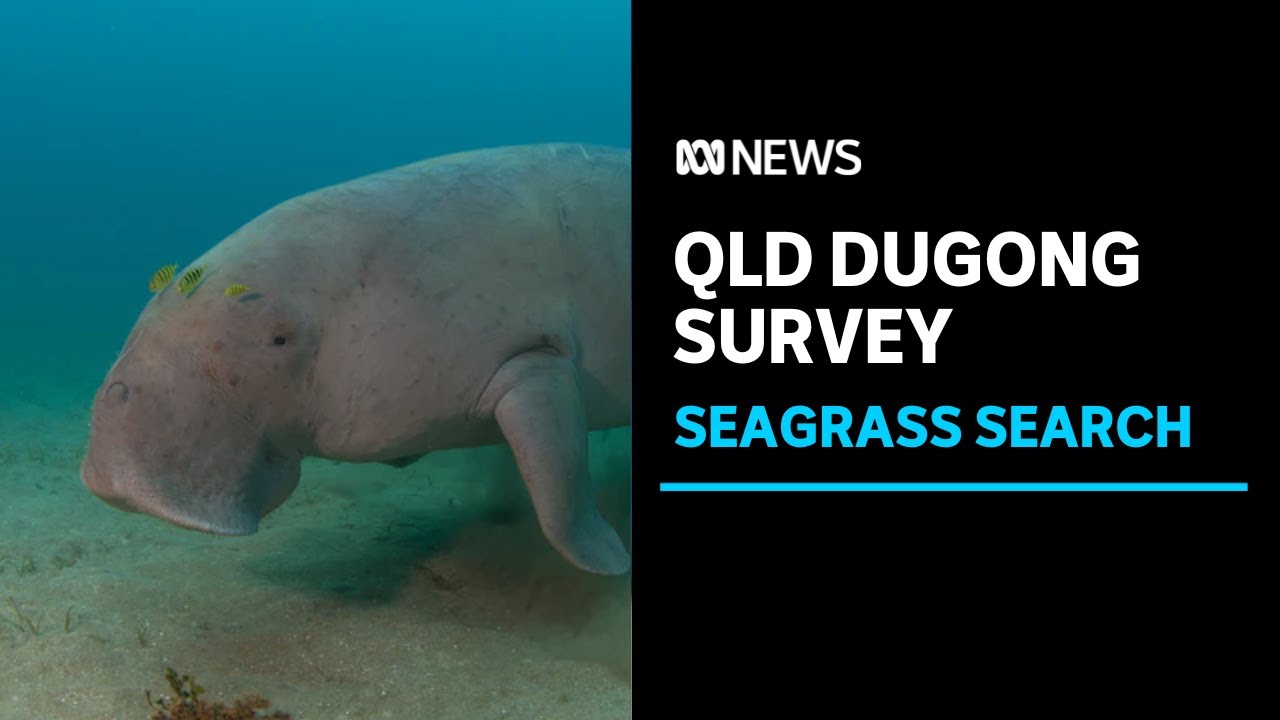 Dugong survey to assess damage caused by Queensland floods | ABC News ...