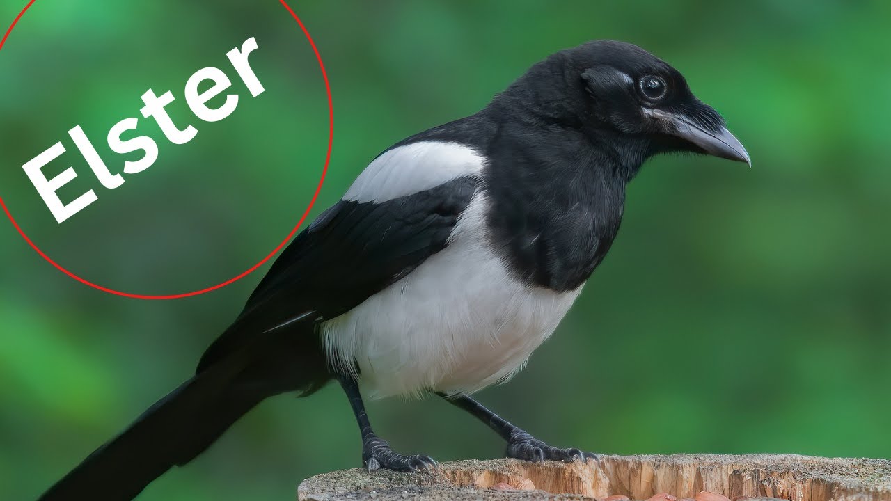 Elster Geräusch - Elster Sound - Vogelgeräusch/Asmr - YouTube