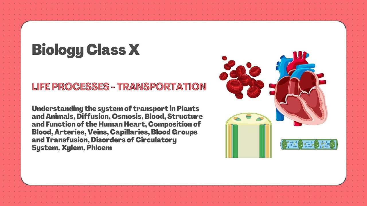 LIFE PROCESSES - PART 4 || TRANSPORTATION || CLASS 10 || BIOLOGY ...