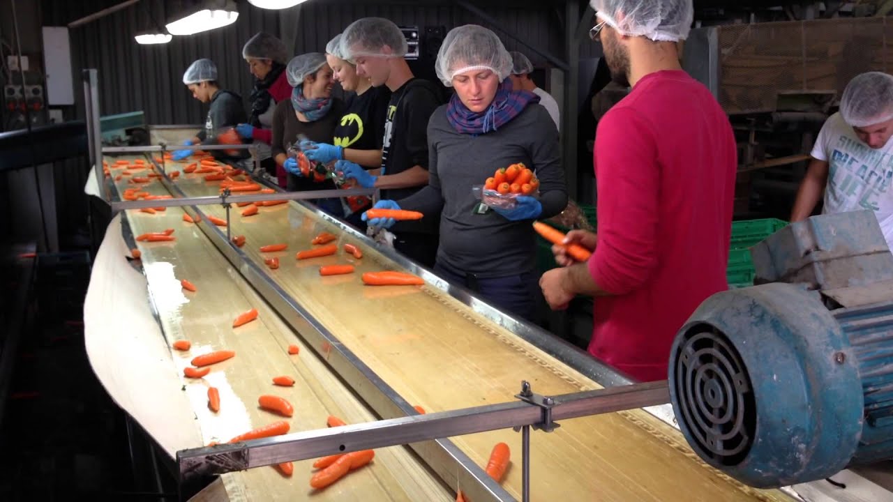 Carrot Sorting - YouTube