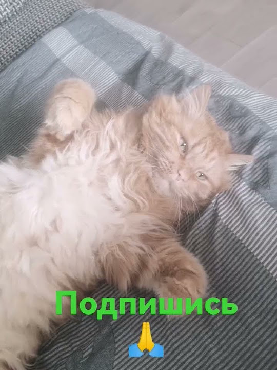 Милый Котик🥰🥰🥰🥰😻😻😻🐈🐈🐈 Youtube