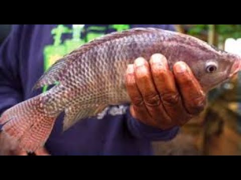 BREEDING MOUTH BROODING CICHLIDS - YouTube