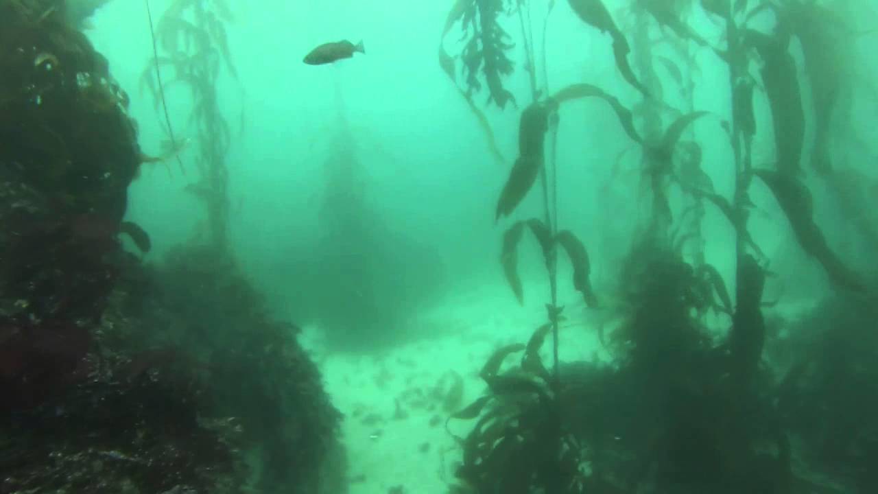 Pacific Grove Lovers Point Scuba Diving - YouTube