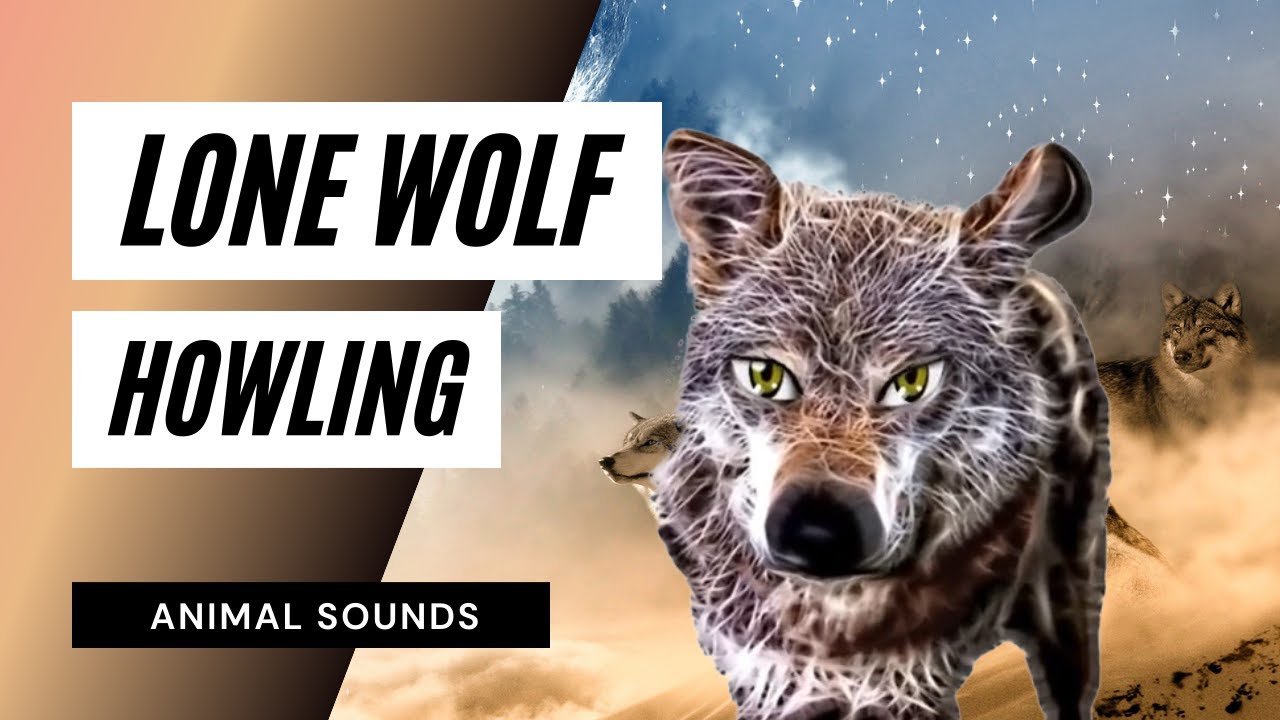 Lone Wolf Howling / Sound Effect / Animation - YouTube