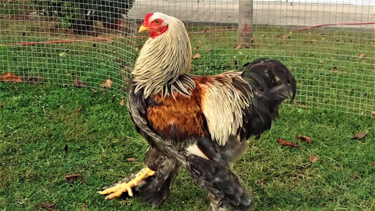 BSO BRAHMA ROOSTERS NEW GENERATION IN THE BACKYARD - YouTube