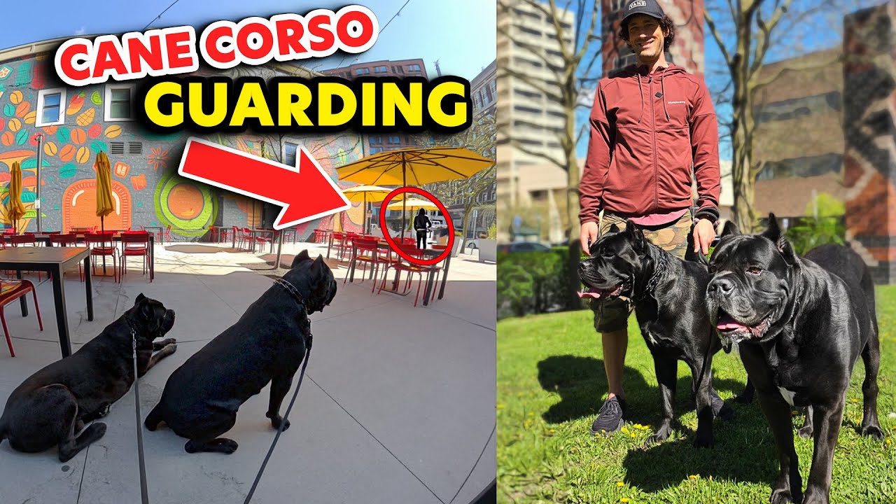 Cane Corso Guardian Instincts In Action CITY Walk n Talk - YouTube