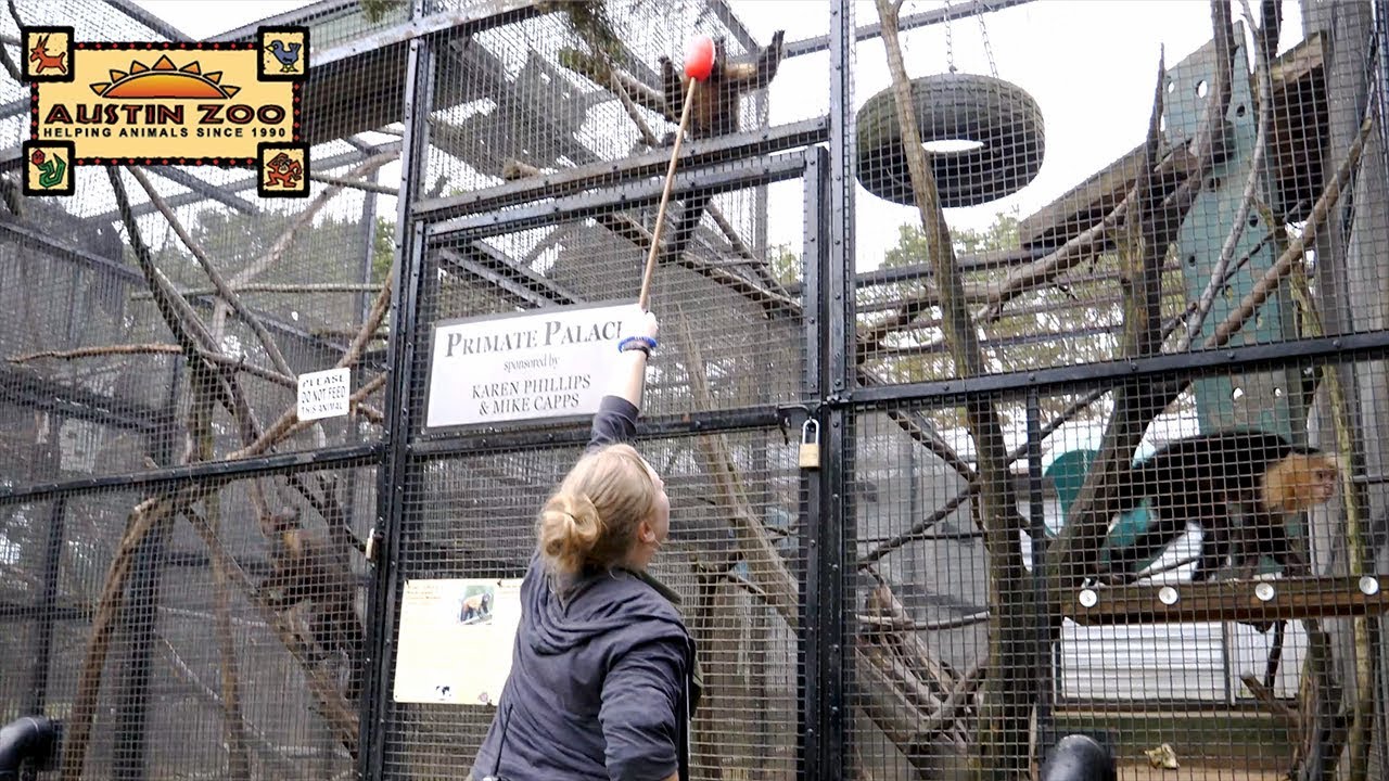 Primate Target Training at the Austin Zoo - YouTube