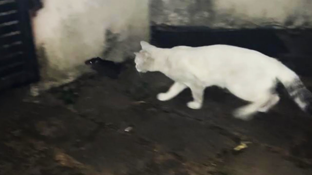 Amazing rat hunting by cat - YouTube
