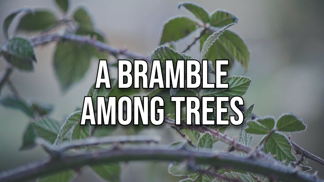 A Bramble Among Trees - PM Worship, August 11 - YouTube