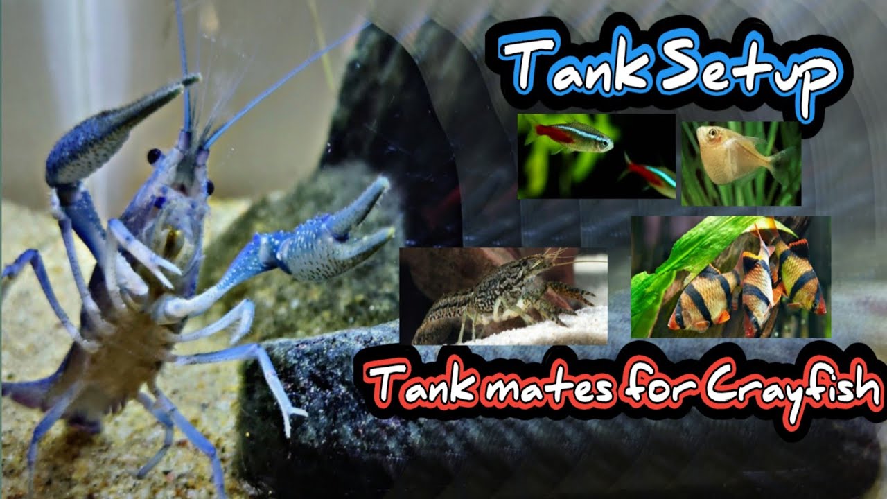 Crayfish Tank mates | Tank setup | The fishes which can live with ...