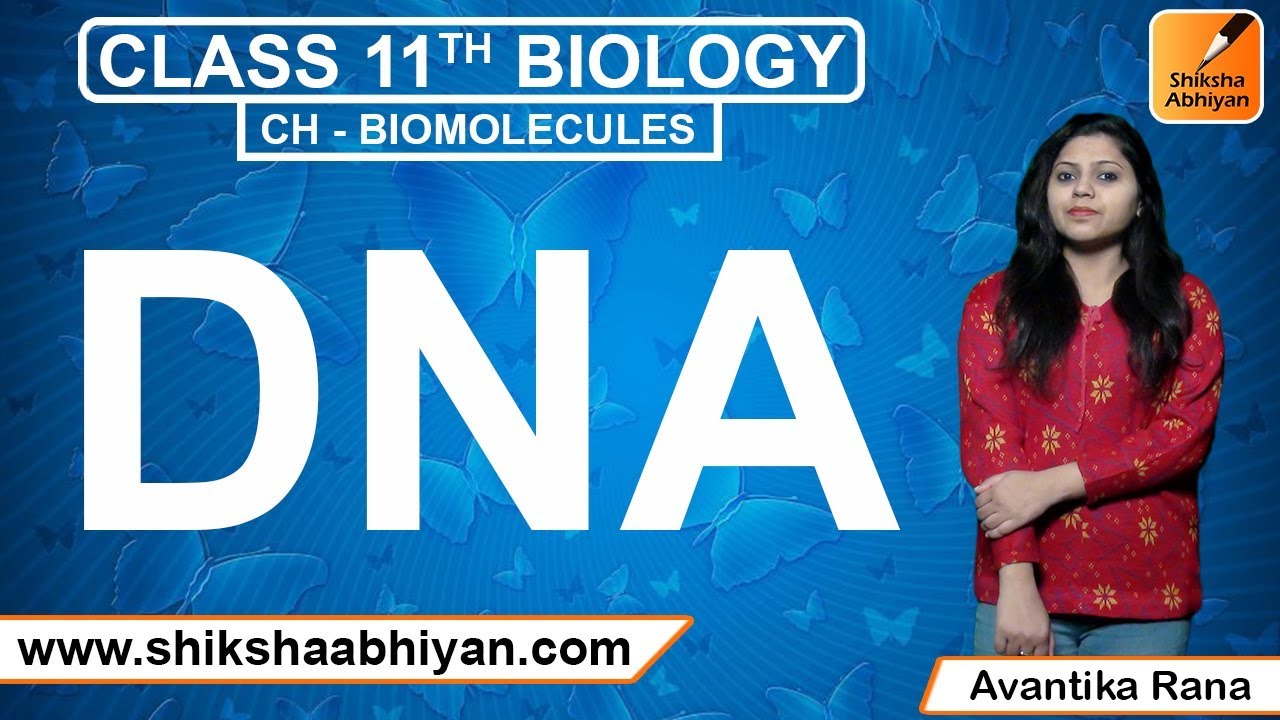 DNA | Biomolecules | CBSE Class 11 Biology - YouTube