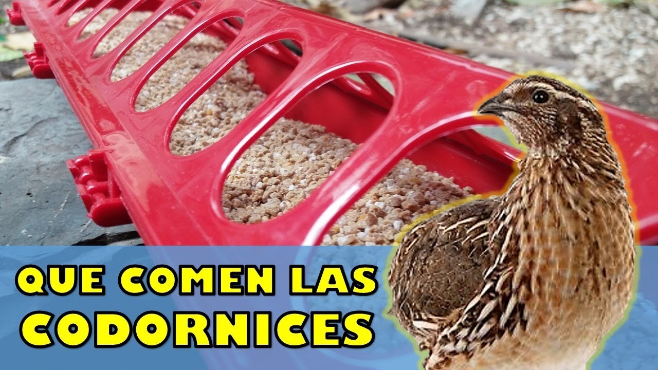 ¿Que Comen las Codornices? + Comedero para codorniz - YouTube