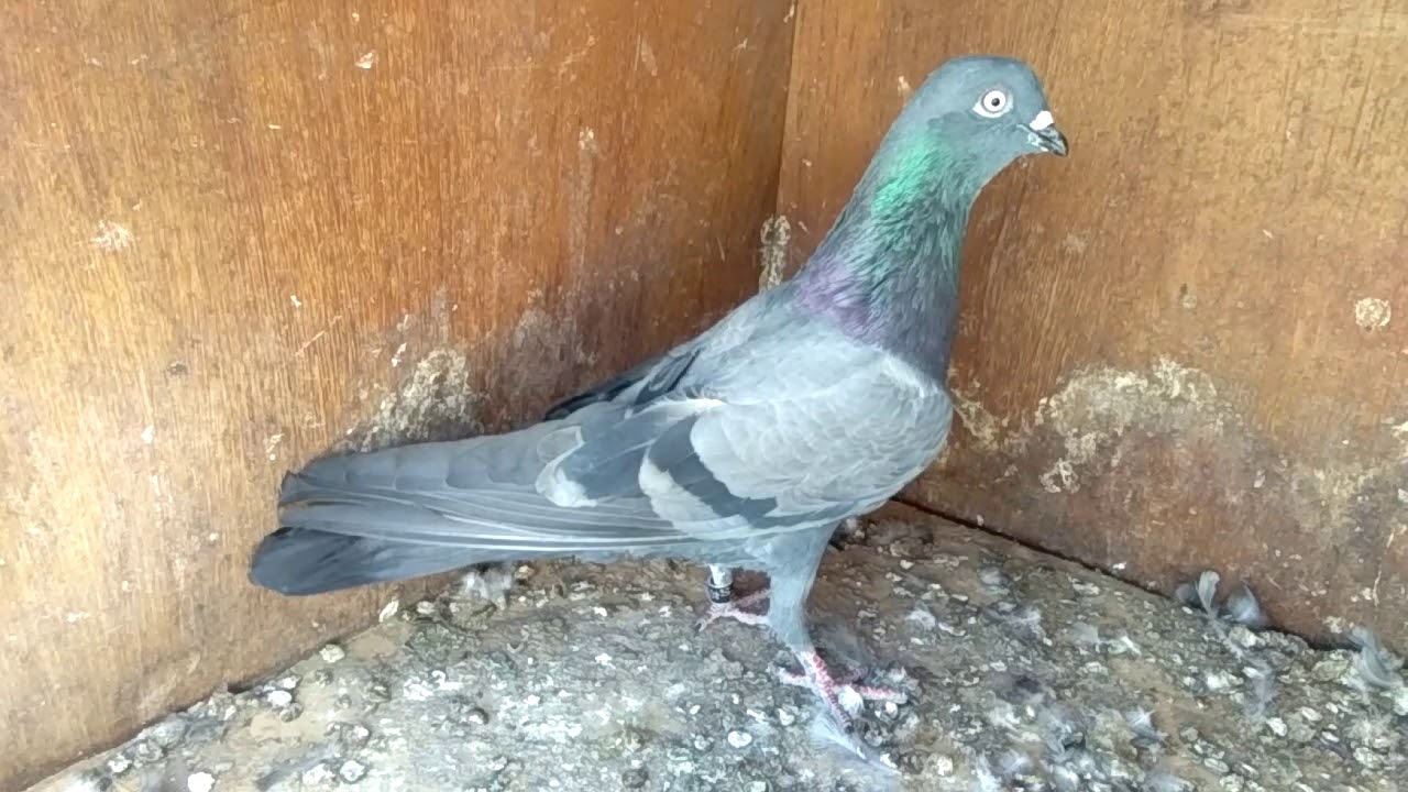 High flying pigeon SFK KGF - YouTube