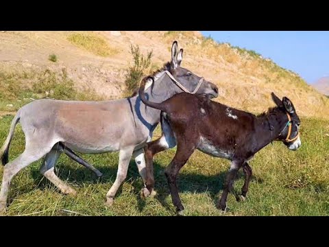 My Beautiful Donkey Vlog My Donkey My Best Friend
