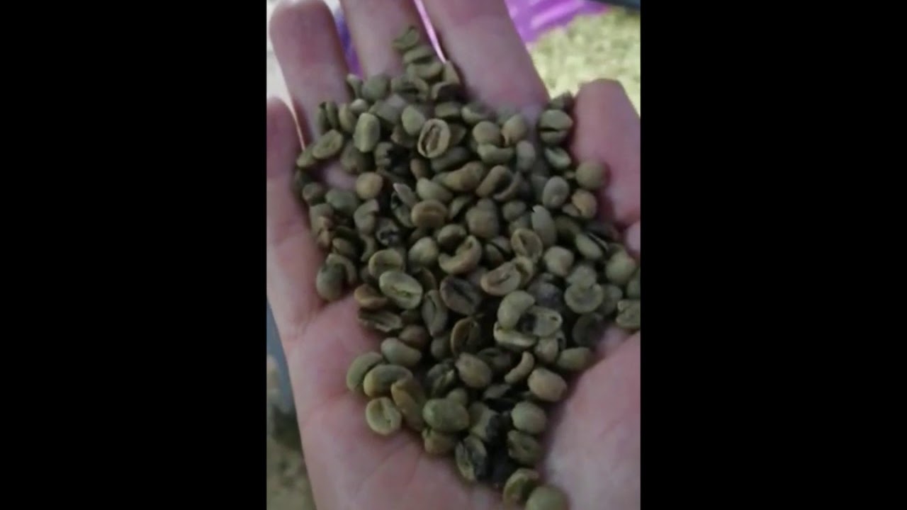 AMVT color sorter M1 RGB on green coffee beans - YouTube