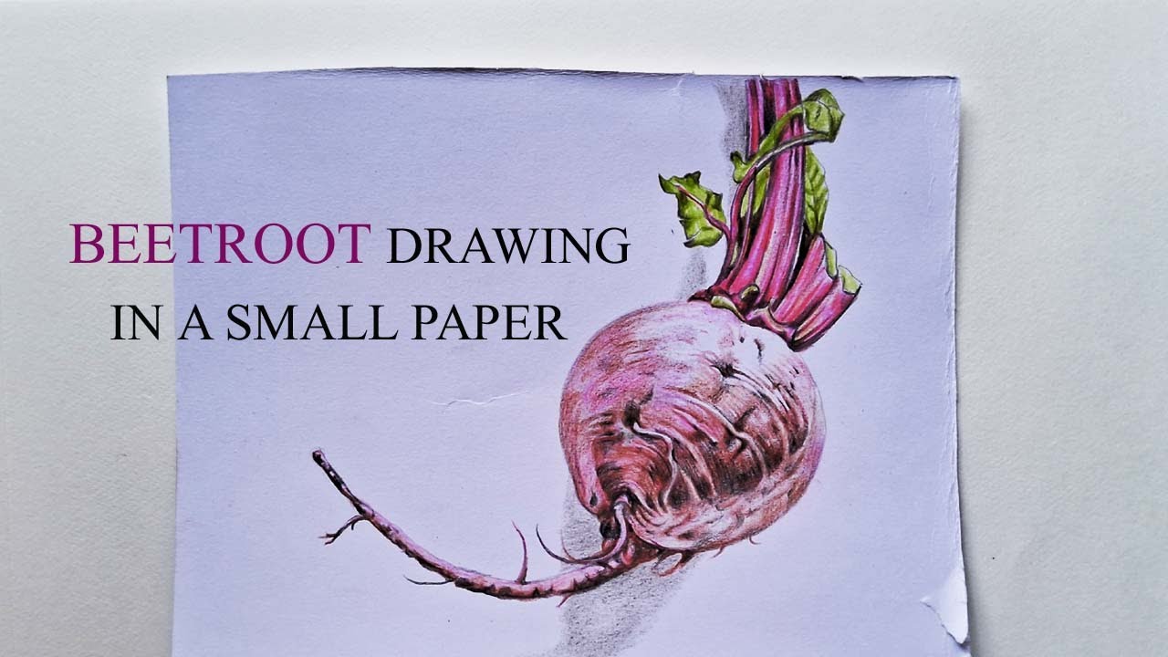 colour pencil drawing | Realistic Beetroot drawing | drawing a ...