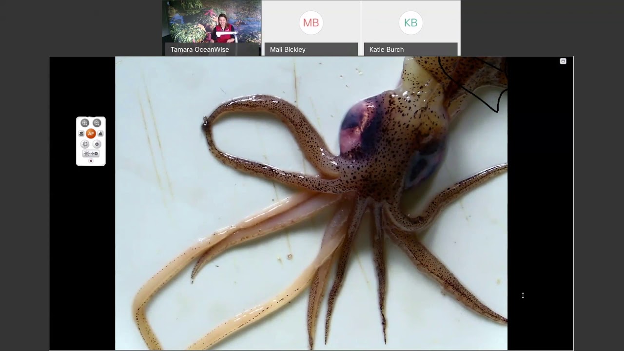 Inside Nature's Creatures - Ocean Wise - YouTube
