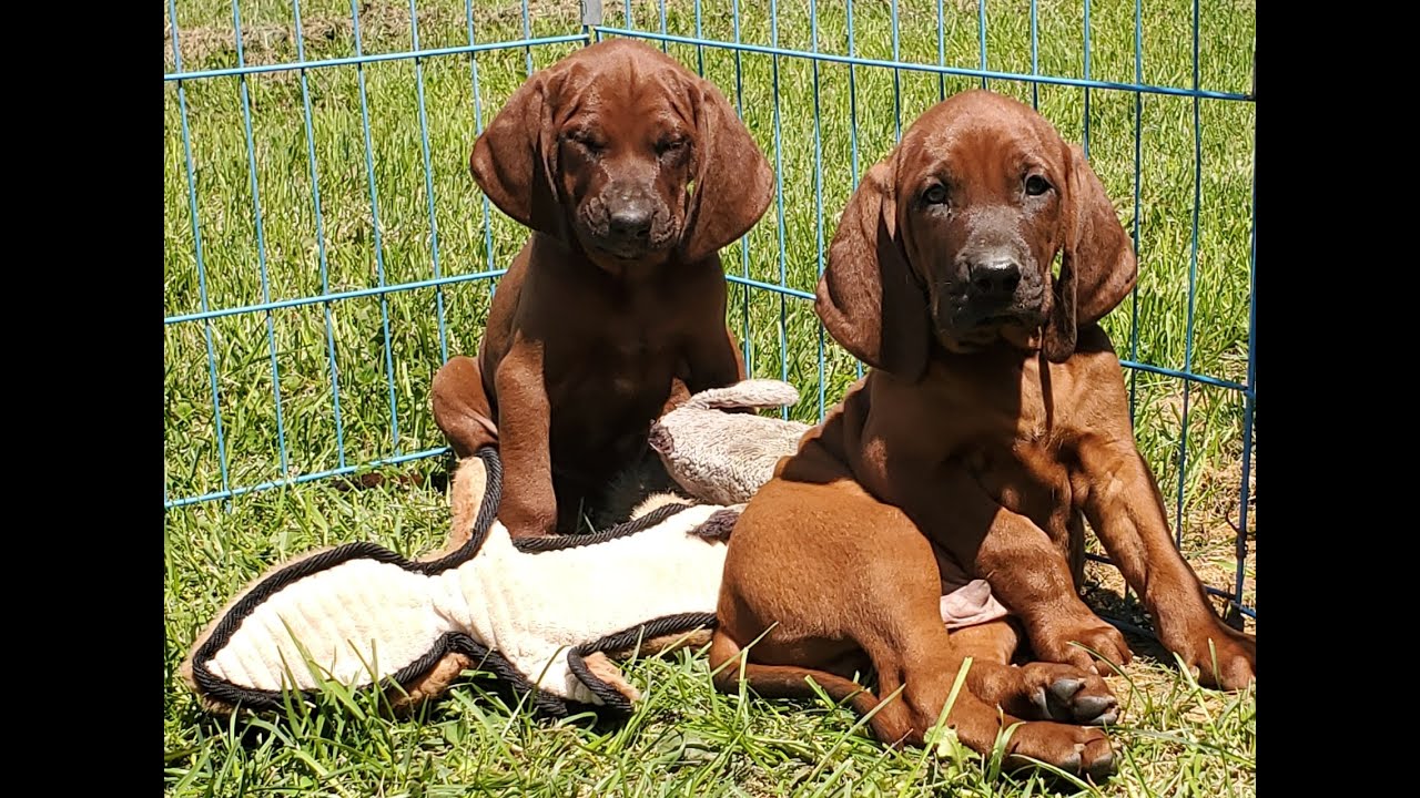 So fun and cute!! REDBONE COONHOUND PUPPY PLAYTIME!! - YouTube