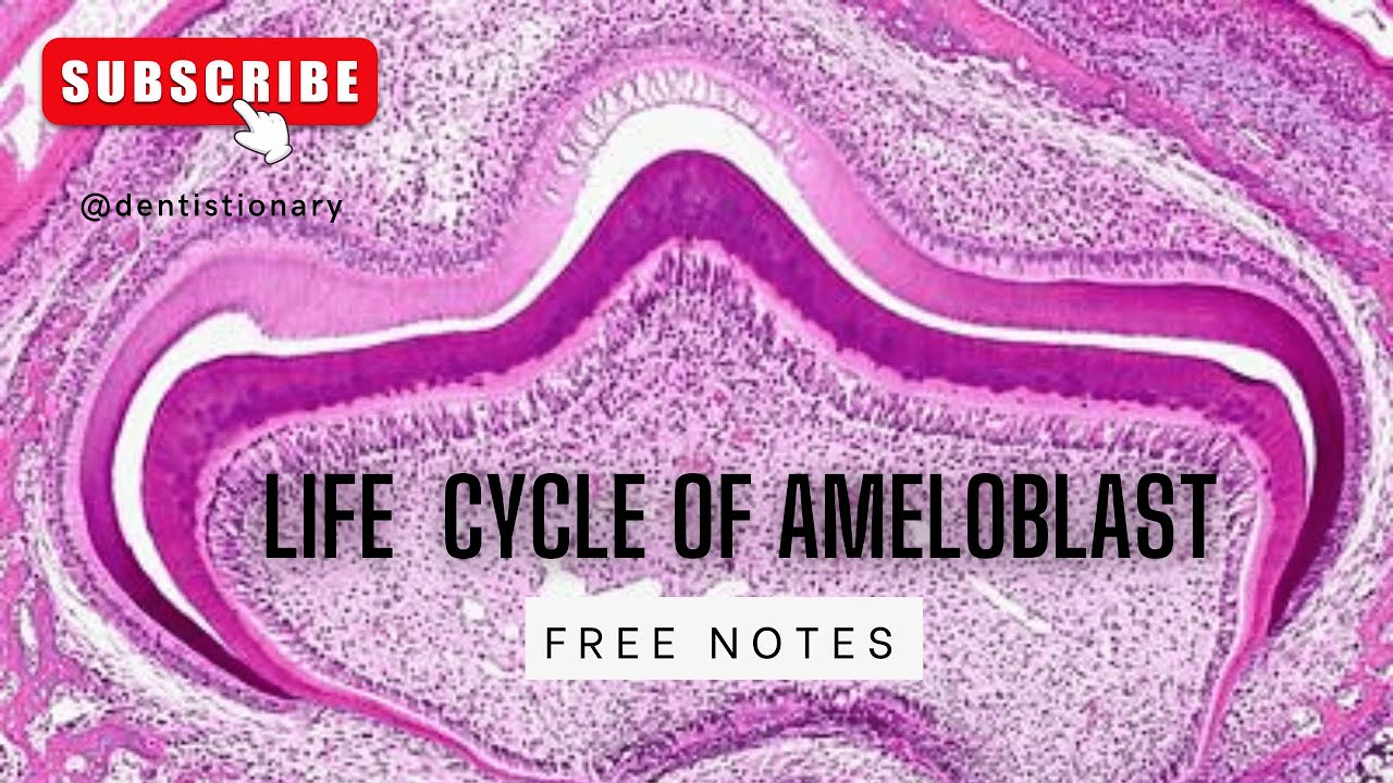 LIFE CYCLE OF AMELOBLAST (FREE NOTES) - YouTube