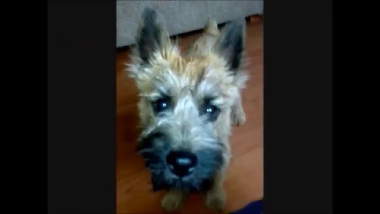 Toto the Cairn Terrier - YouTube