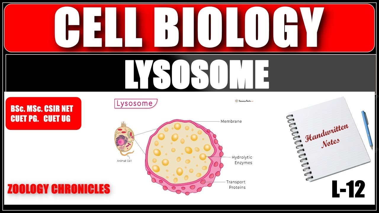CELL BIOLOGY | LYSOSOME | STRUCTURE AND FUNCTION | L-12 |HANDWRITTEN ...
