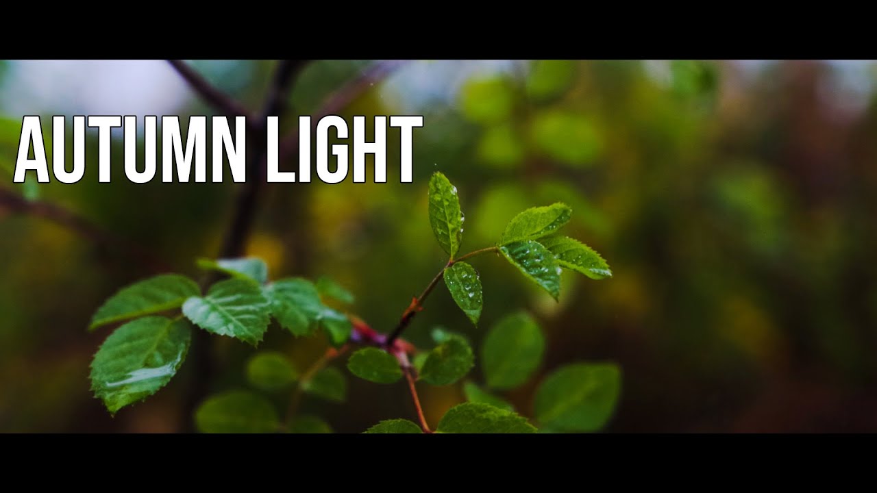 Autumn Light | Cinematic movie | Nature videos | Videography | 4k - YouTube