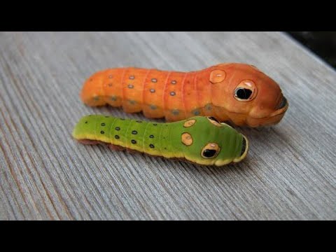 CATERPILLAR LOOKS LIKE REAL POKEMON [ POKEMON JISA CATERPILLAR ] - YouTube